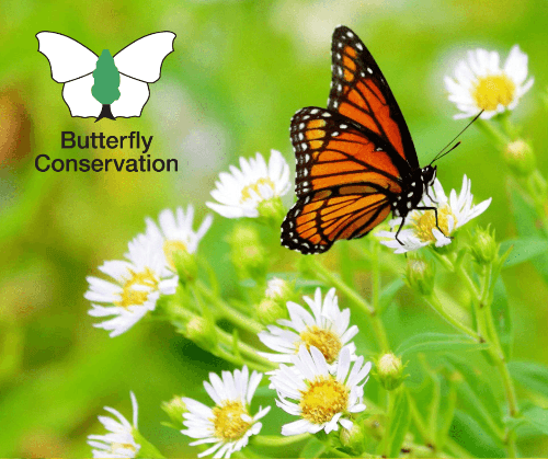Donate to Butterfly Conservation and save at Marshalls Garden 3rd ...